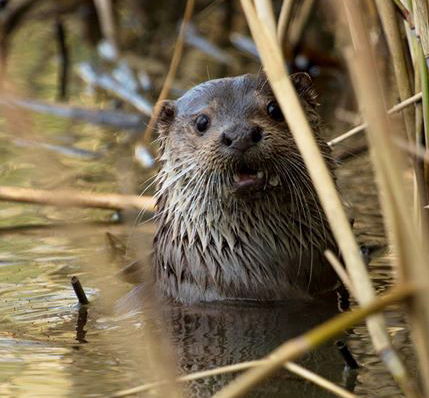 Lontra Italia – Italian Otter Network